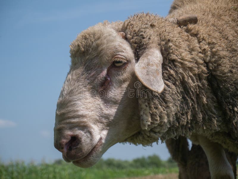 Brown sheep with long ears stock image. Image of head - 48872789