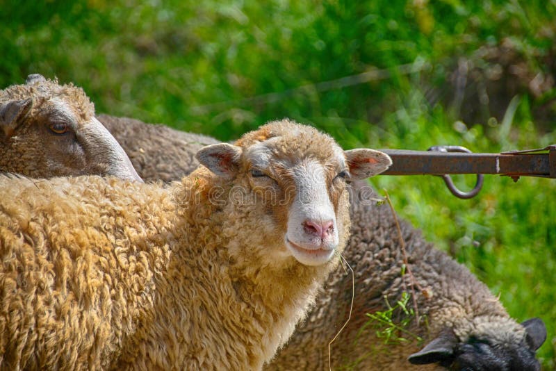 A Brown Sheep Looks into the Lens from Afar Stock Photo - Image of ...
