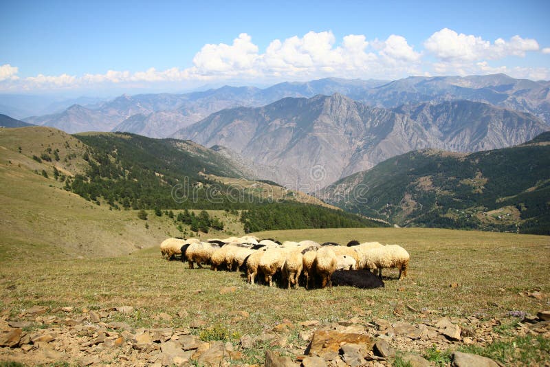 Brown Sheep Lot Picture. Image: 115976910