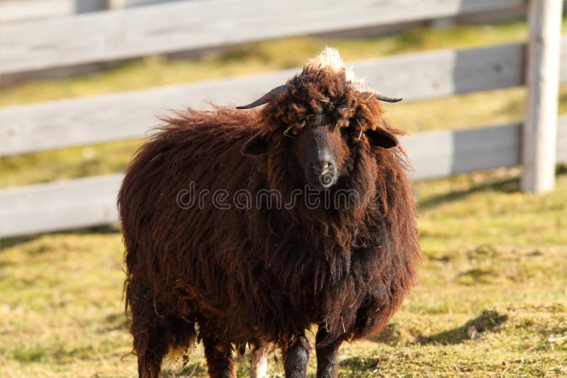 Brown sheep stock image. Image of lamb, fluffy, animal - 38604861