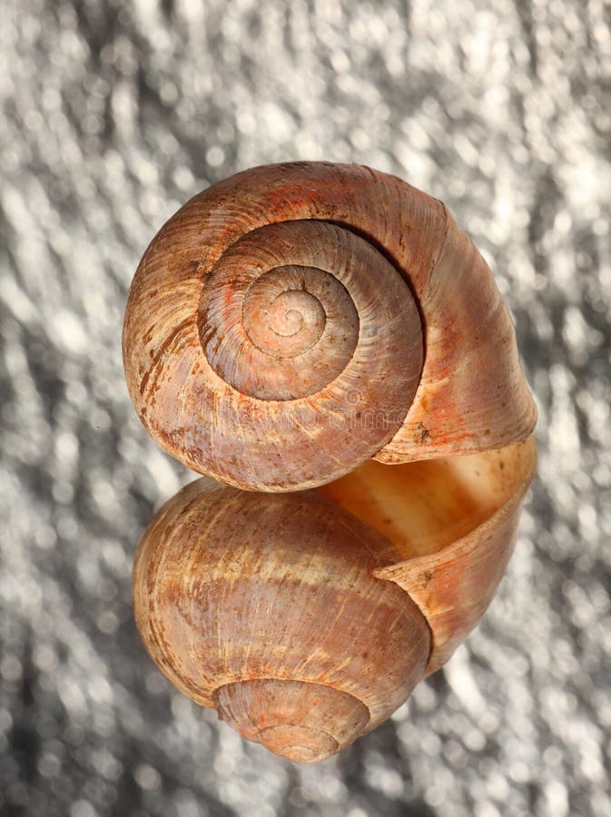 Brown Shell stock image. Image of design, detail, snail - 10156477