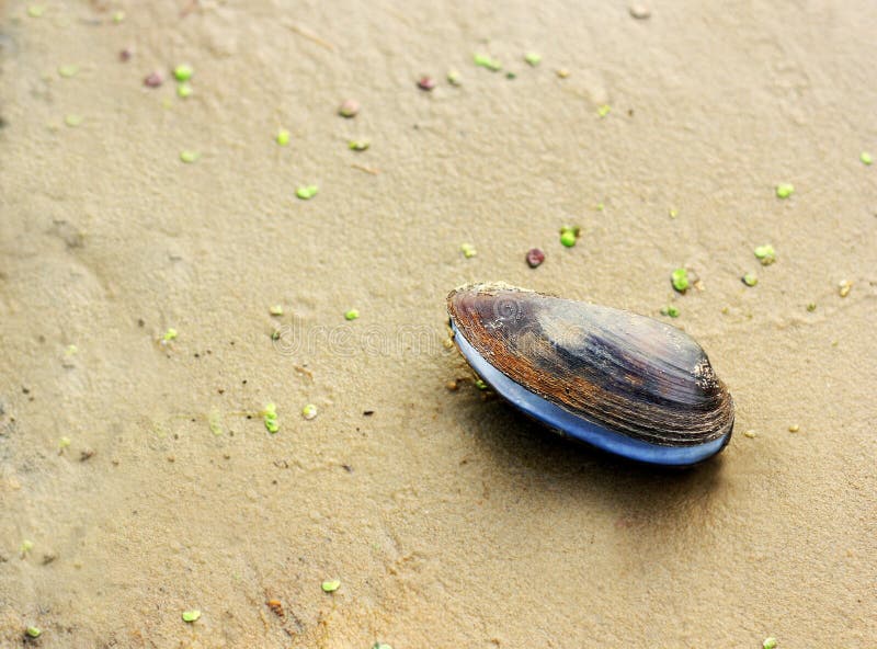 Brown Shell imagen de archivo. Imagen de cierre, verano - 117873025