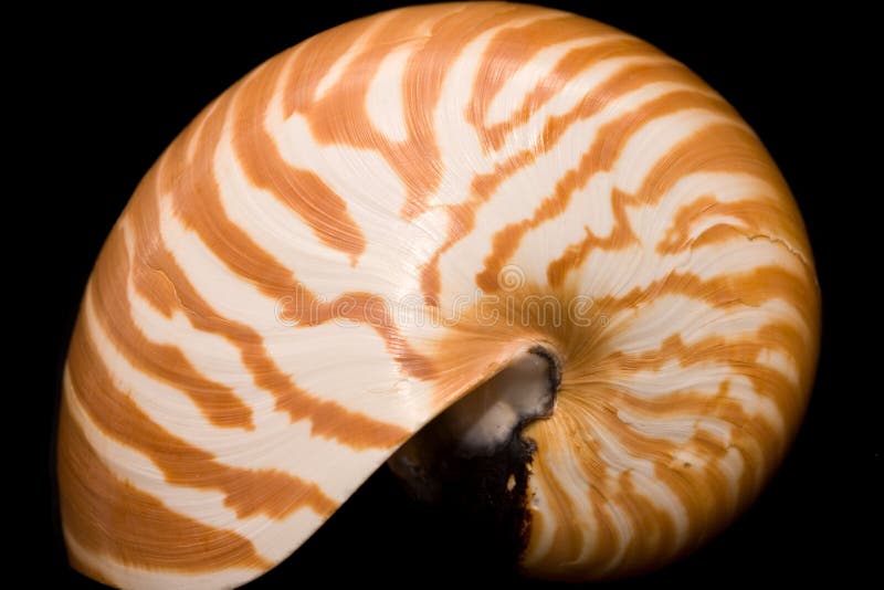 Brown Shell stock photo. Image of animal, fish, shell - 13230726