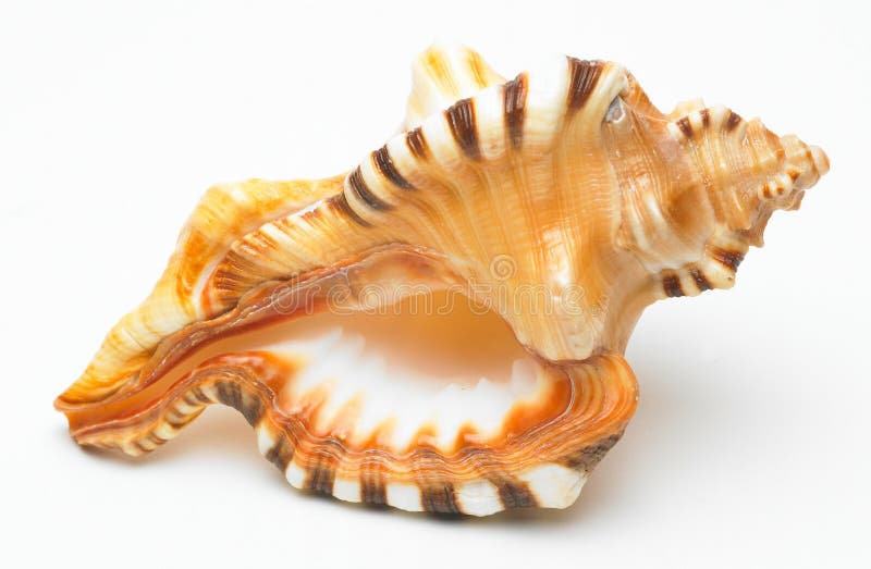 Brown Shell stock photo. Image of animal, fish, shell - 13230726