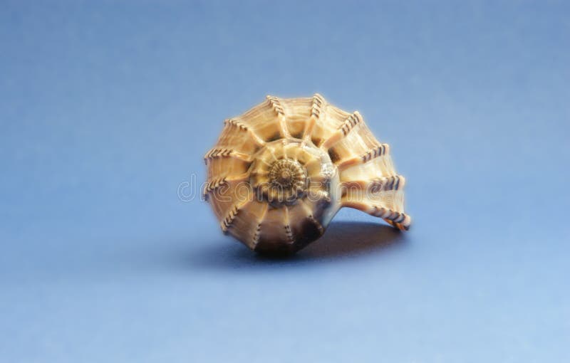 Brown shell stock image. Image of brown, bands, stripe - 6325801