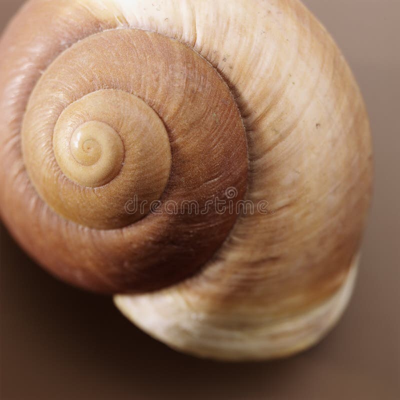 Brown Shell stock photo. Image of animal, fish, shell - 13230726