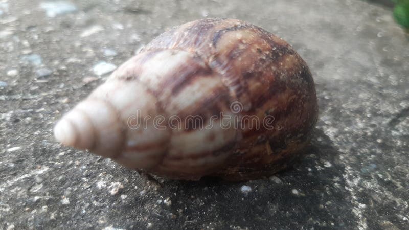 The Brown Shell of an Adult Snail Looks so Beautiful Stock Image ...
