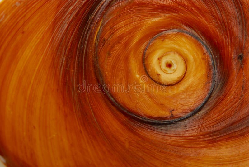 Brown shell background stock photo. Image of close, seashell - 13918080