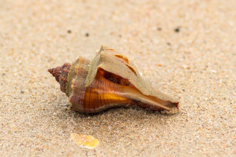 Brown shell stock photo. Image of shell, sunlight, caribbean - 56229344
