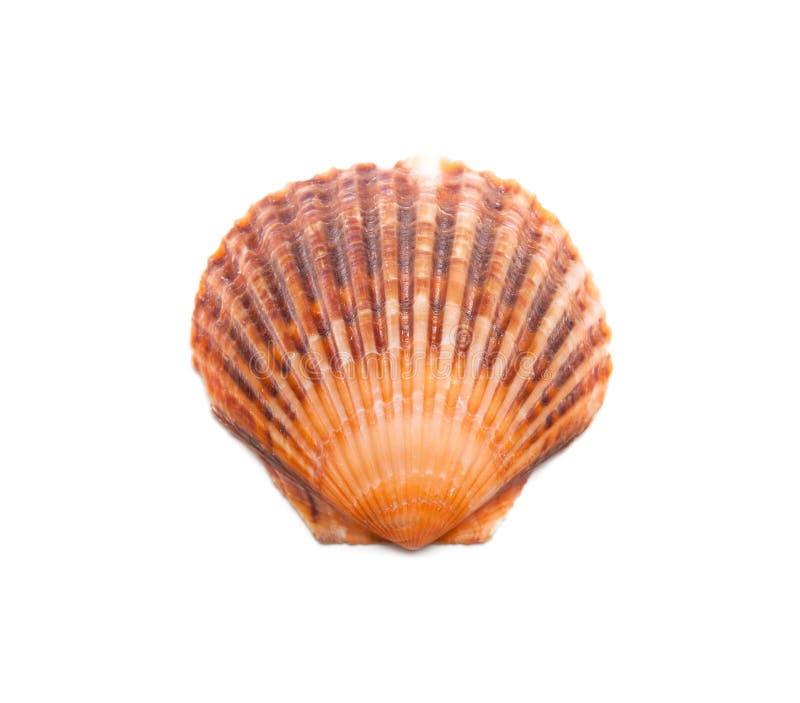 Brown Shell stock photo. Image of animal, fish, shell - 13230726
