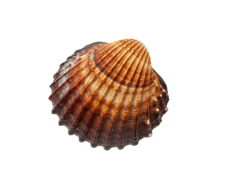 Brown Shell with Natural Ridges and Textures Resting on a White Surface ...