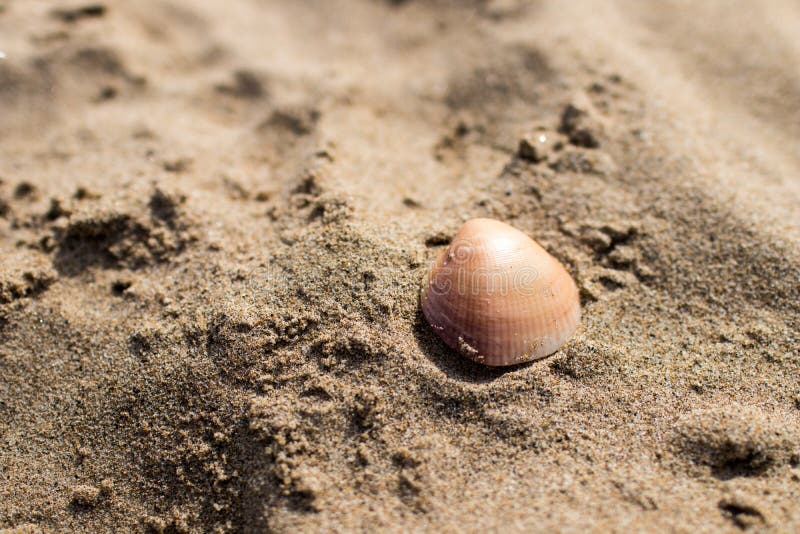 A Brown Shell on the Sand of a Beach Stock Image - Image of holiday ...