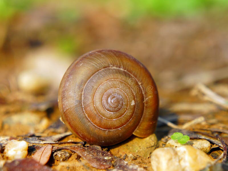 Brown Shell stock photo. Image of animal, fish, shell - 13230726