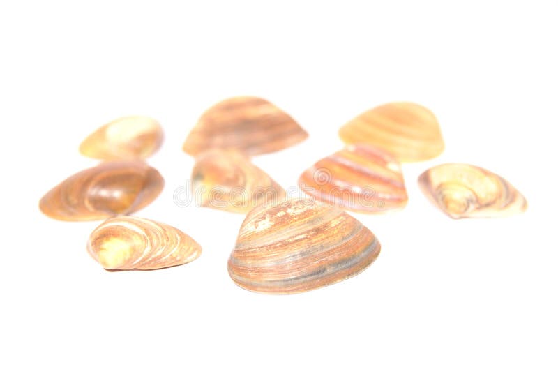 Sea shells stock image. Image of pattern, pebbles, water - 6741963