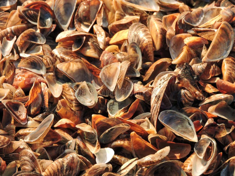 Two brown shells stock image. Image of collect, shells - 798145