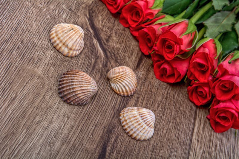 Brown Shells and Roses on Wooden Background Stock Photo - Image of ...