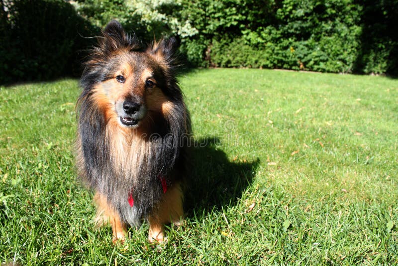 Brown Sheltie stock image. Image of backyard, exercise - 10091221