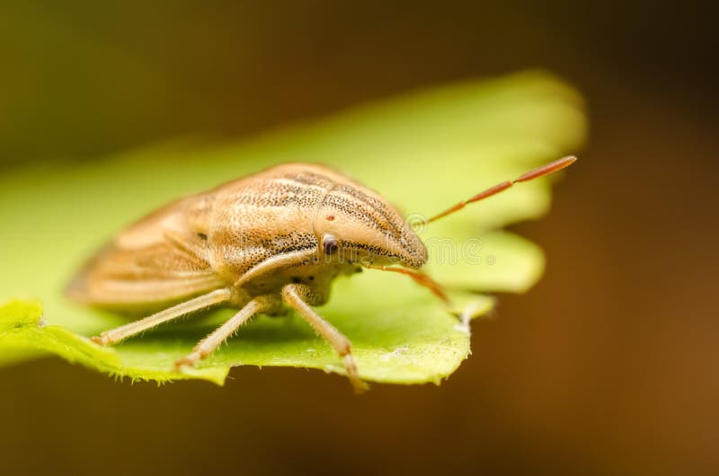 Brown Shield Bug or Stink Bug Stock Image - Image of environment ...