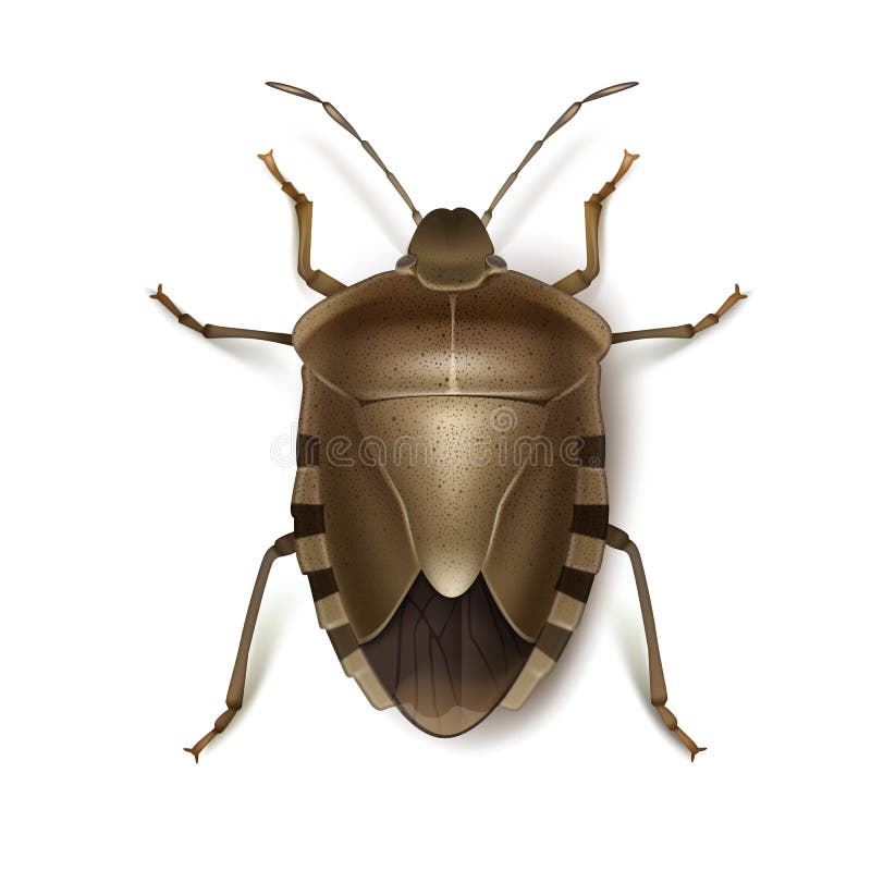 Stink Bug Stock Illustrations – 989 Stink Bug Stock Illustrations ...