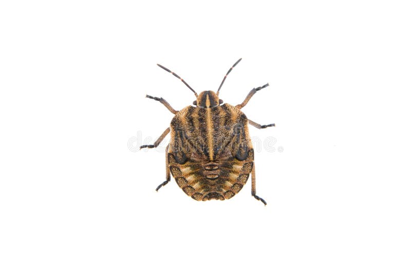 Brown Shield Bug on a White Background Stock Photo - Image of ...