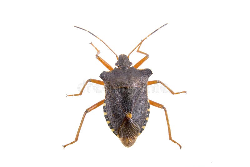 133,704 Bug White Background Stock Photos - Free & Royalty-Free Stock ...