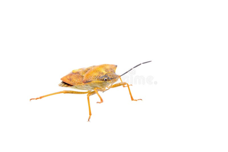 Brown Shield Bug on a White Background Stock Image - Image of insect ...