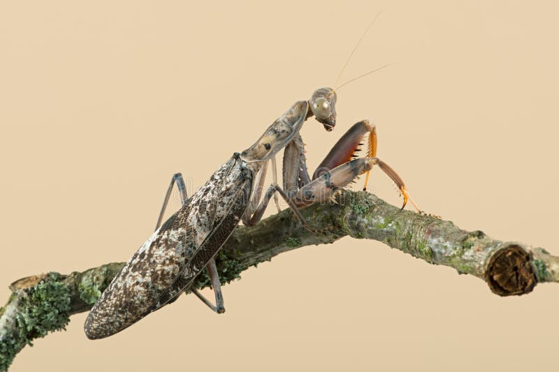 Brown Shield Praying Mantis Rhombomantis Fusca Stock Photo - Image of ...