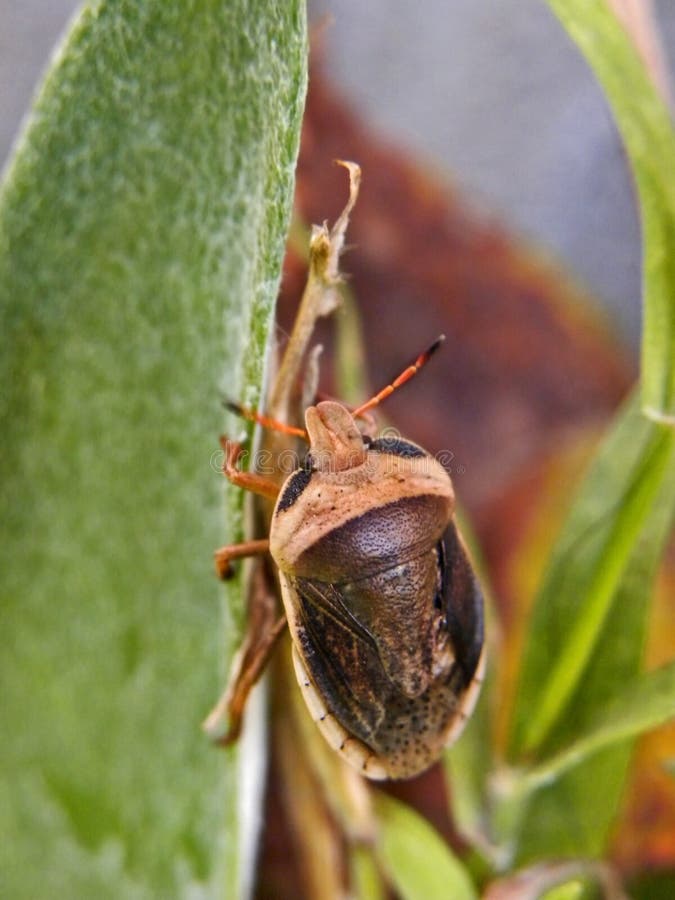Brown Shieldbug stock image. Image of shieldbugs, shieldbug - 32484893