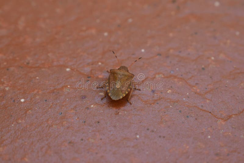Brown shieldbug insect stock image. Image of invertebrate - 274778615