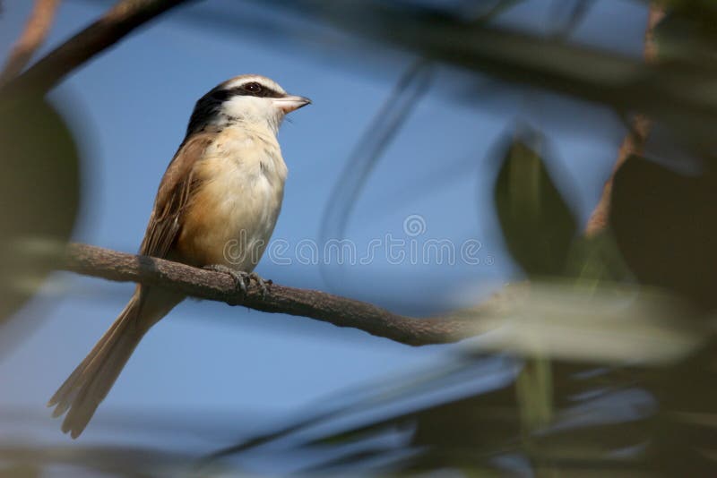 Lannidae Stock Photos - Free & Royalty-Free Stock Photos from Dreamstime