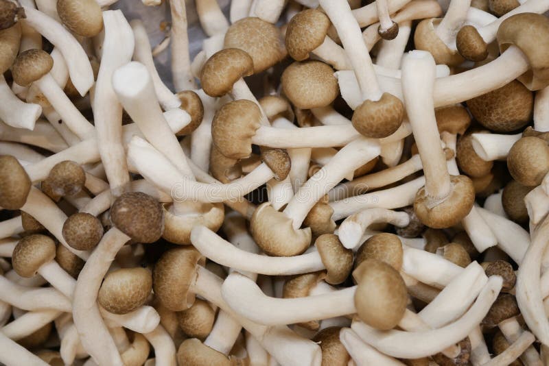 Brown Shime Ji Mushroom Top View Stock Image - Image of ingredient ...