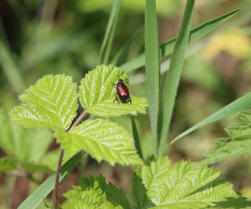 Dor Beetle or Spring Dor Beetle Trypocopris Vernalis Stock Image ...
