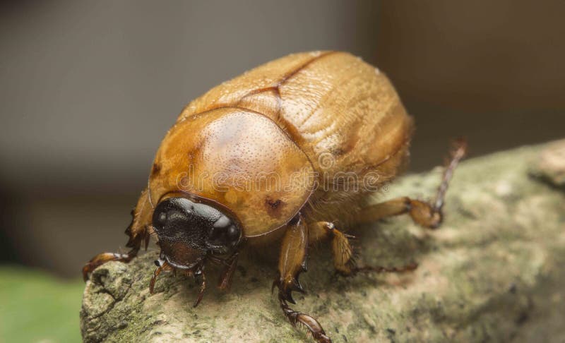 Brown Short-legged Beetle Macro Potho Insect Stock Image - Image of ...