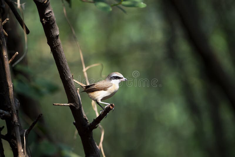 Brown shrike stock image. Image of bird, shrill, migrant - 191009087