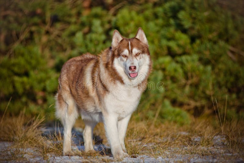Brown siberian husky dog stock photo. Image of domestic - 36790338