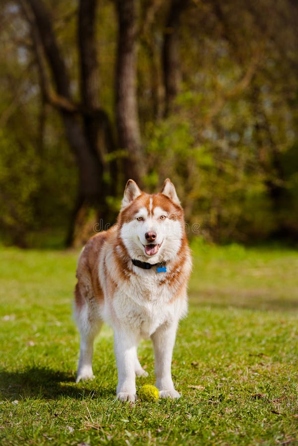 Brown siberian husky dog stock image. Image of healthy - 40269873
