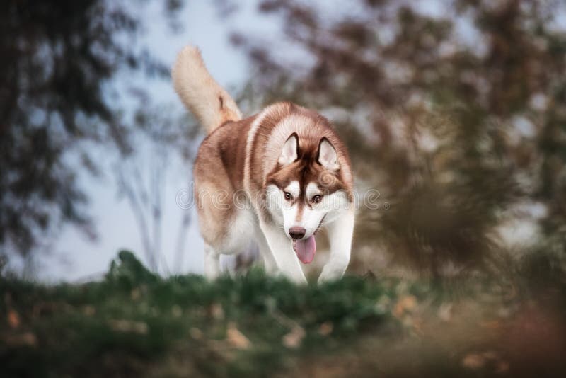 Brown siberian husky dog stock photo. Image of playful - 63345730