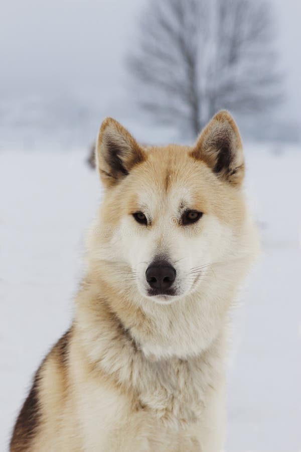 Brown siberian husky stock photo. Image of sled, arctic - 49866712