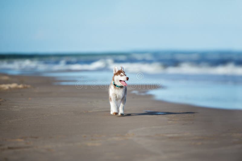 Brown Siberian Husky Puppy on a Beach Stock Image - Image of beach ...