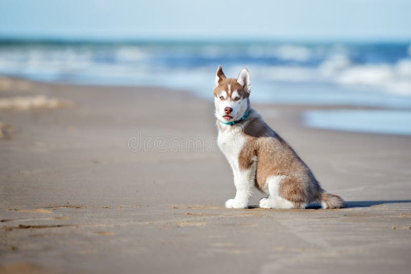 Brown Siberian Husky Puppy on a Beach Stock Photo - Image of cute ...