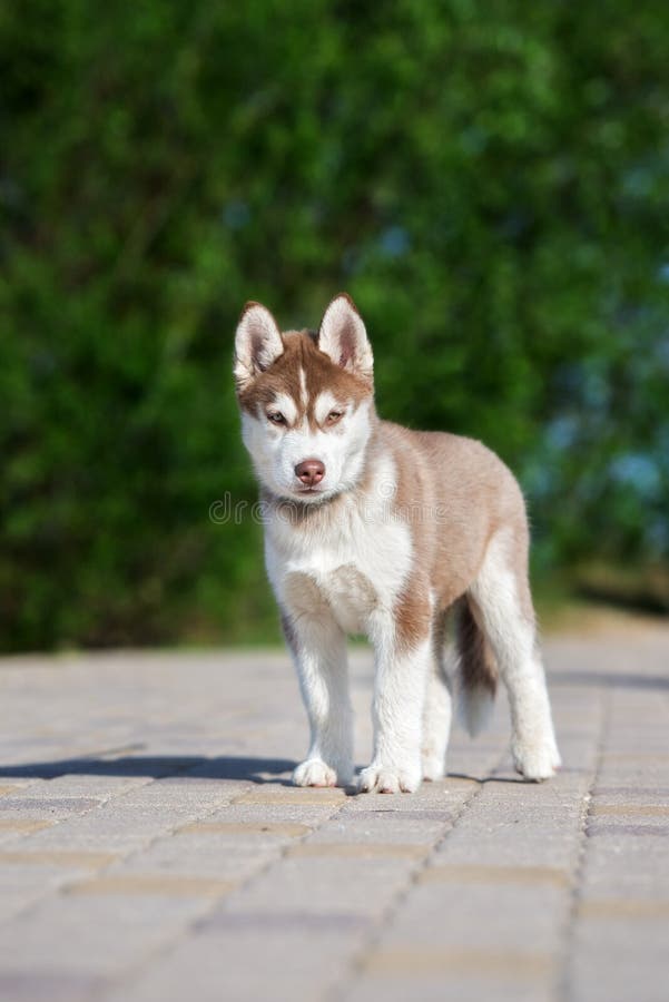 Brown Siberian Husky Puppy Outdoors Stock Image - Image of portrait ...