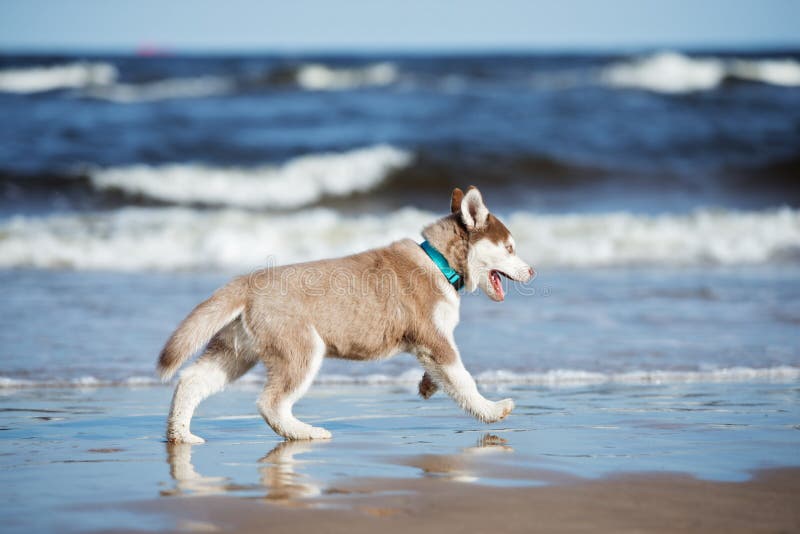 Brown Siberian Husky Puppy Running on a Beach Stock Image - Image of ...