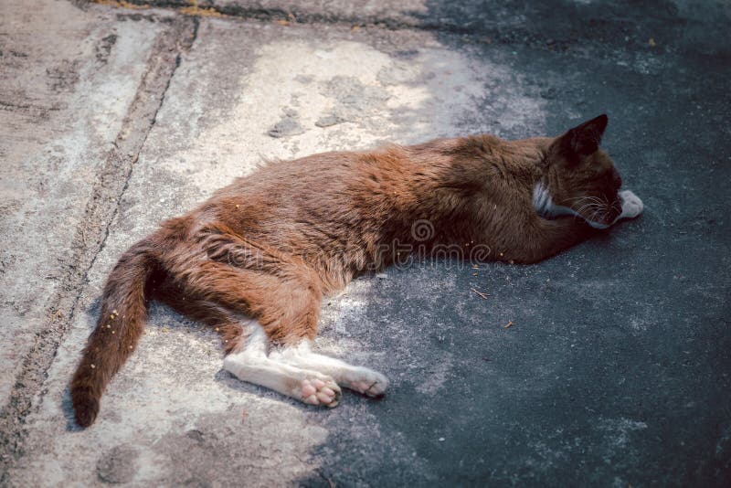 Brown Sick Cat Dying Sleep on Floor Stock Image - Image of look ...