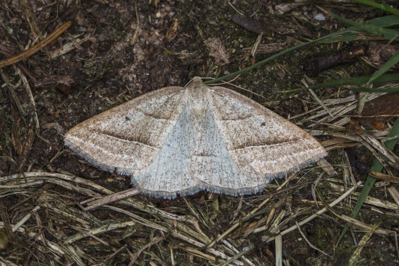 Brown Silver-line Petrophora Chlorosata Stock Image - Image of saarland ...