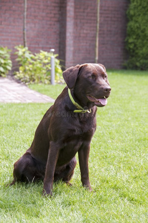 Brown sitting labrador stock photo. Image of freedom - 25964274