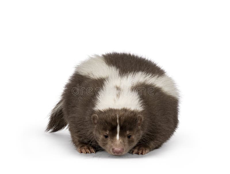 Brown Skunk on White Background Stock Image - Image of background ...