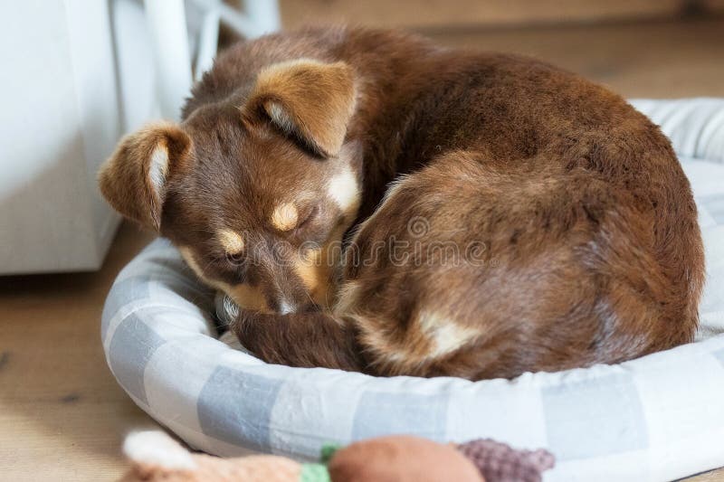 Brown Sleeping Puppy in a Dog Bed Stock Photo - Image of portrait, cute ...
