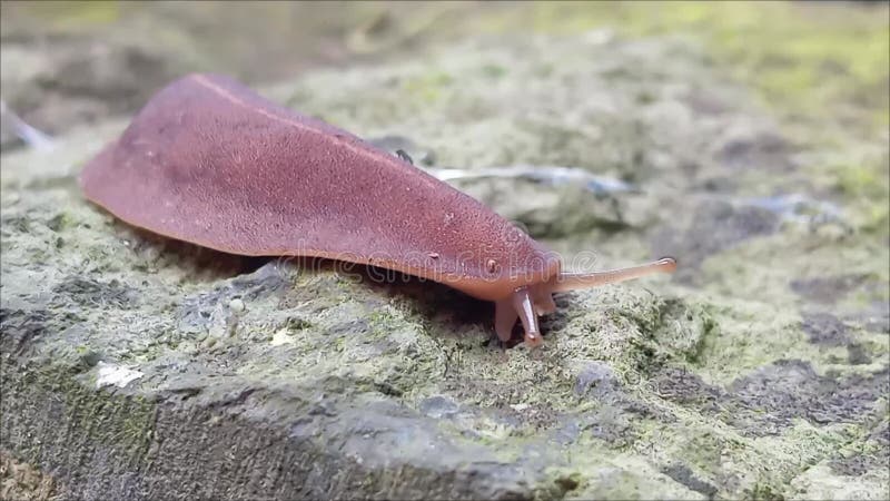 Brown Slug Crawling on the Ground Stock Video - Video of leaf, crawl ...