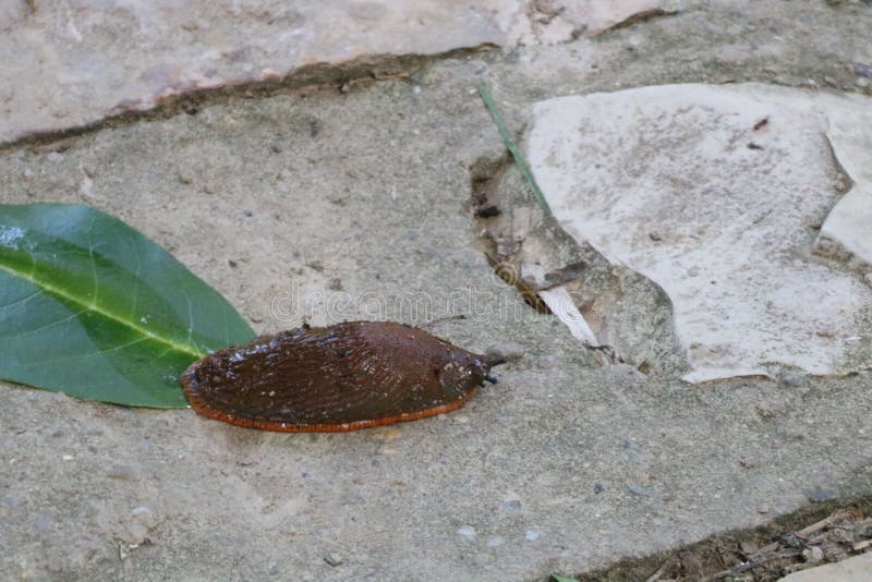 109 Unusual Slug Stock Photos - Free & Royalty-Free Stock Photos from ...