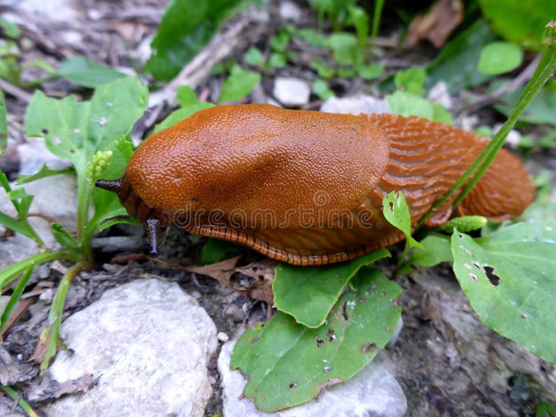 Brown slug stock image. Image of slug, animal, close - 44875399